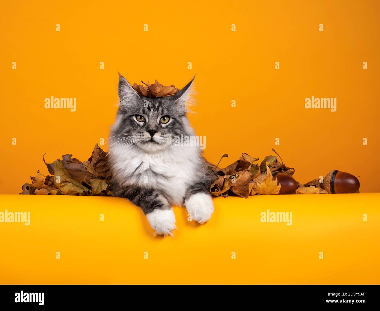 Handsome silver young Maine Coon cat, laying down inbetween brown ...