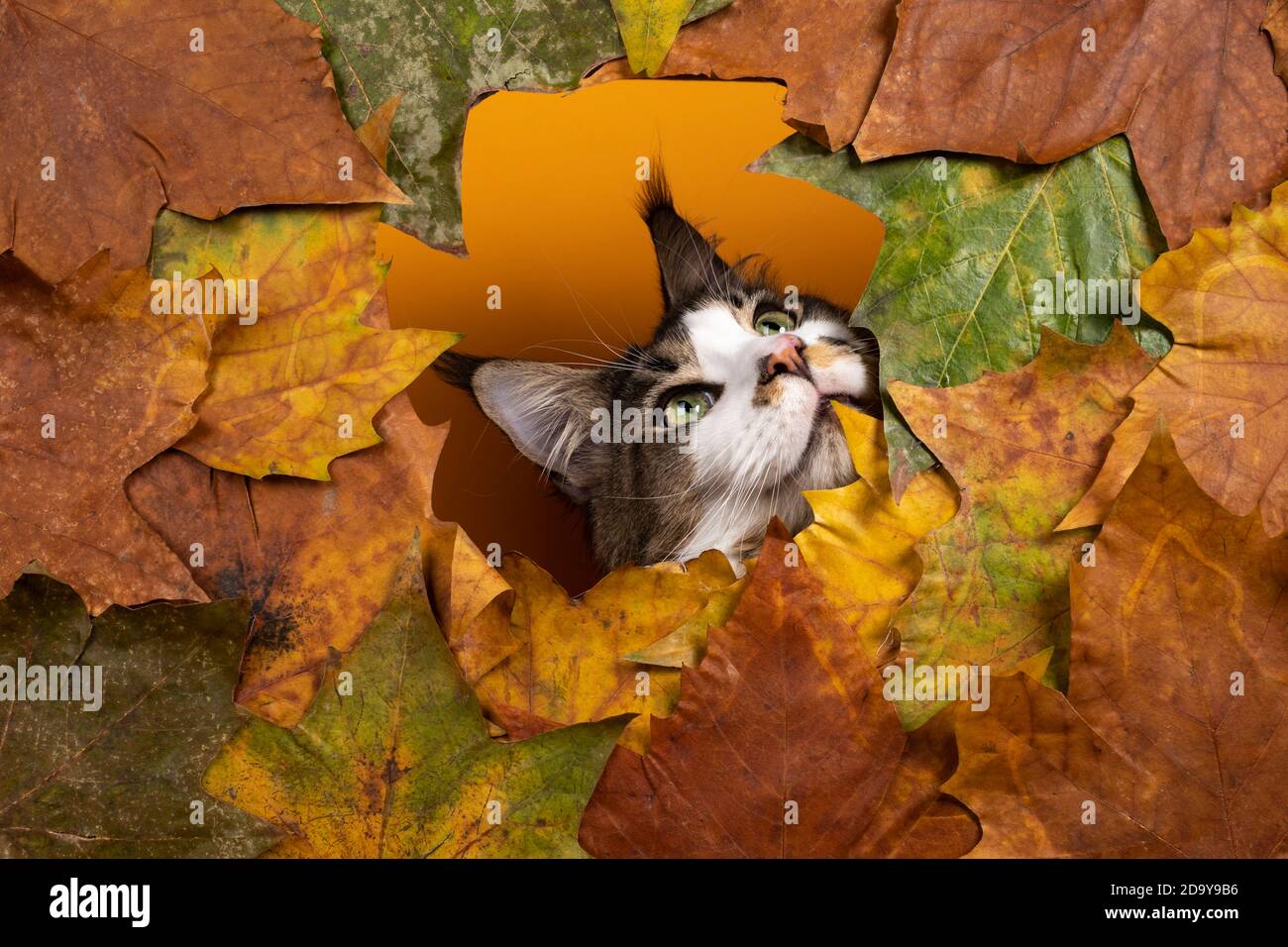 Head shot of handsome young Maine Coon cat, looking through dry full ...