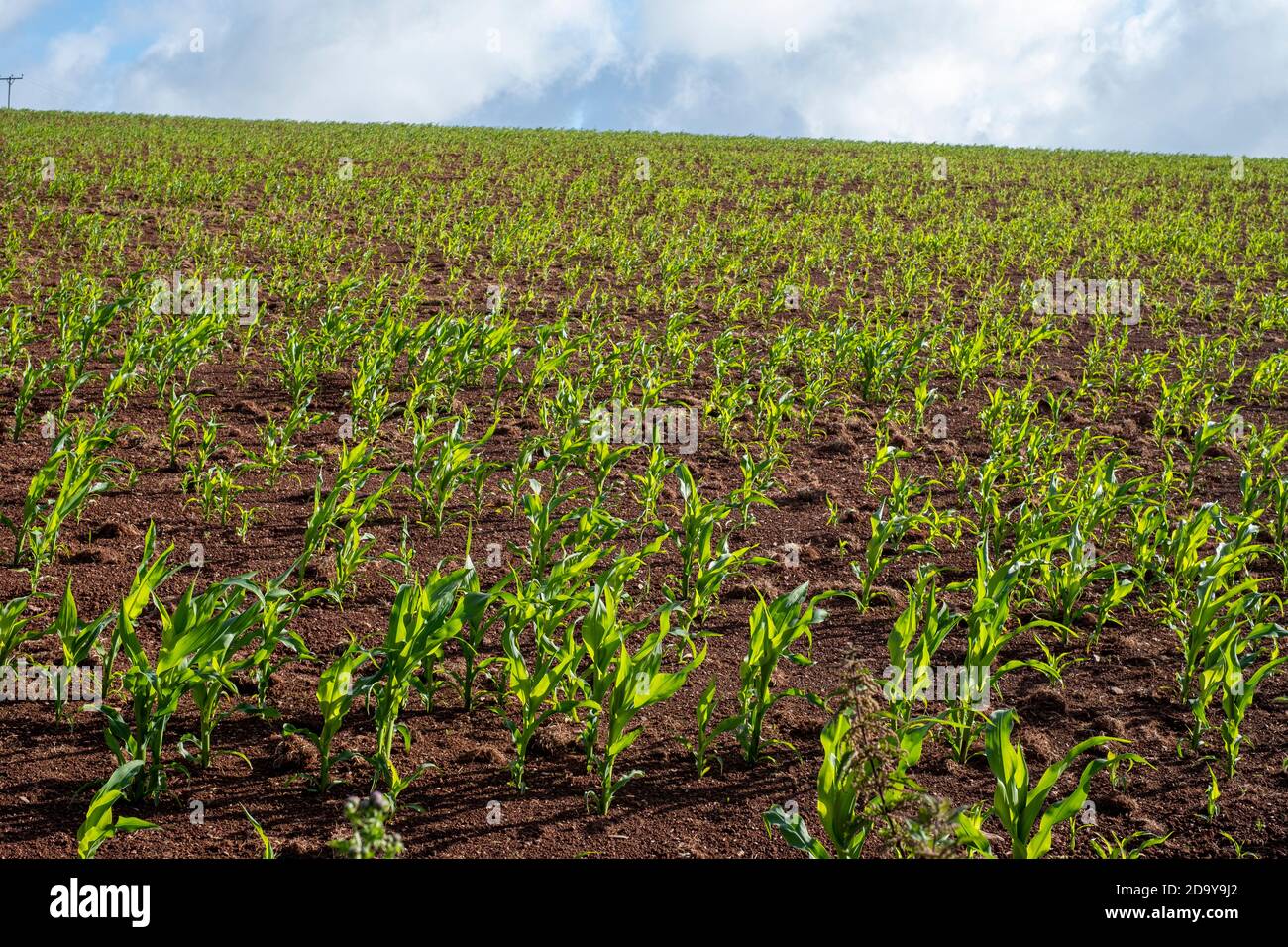 field of young sweet corn Stock Photo - Alamy