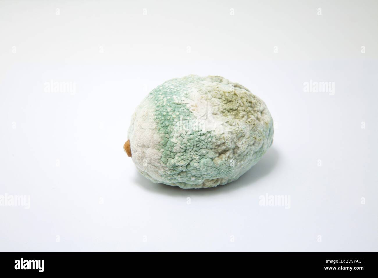 A lemon that has gone mouldy photographed on a white background ...