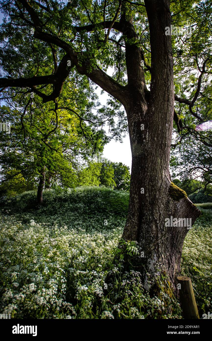 UK Summer Time - Nature Stock Photo - Alamy