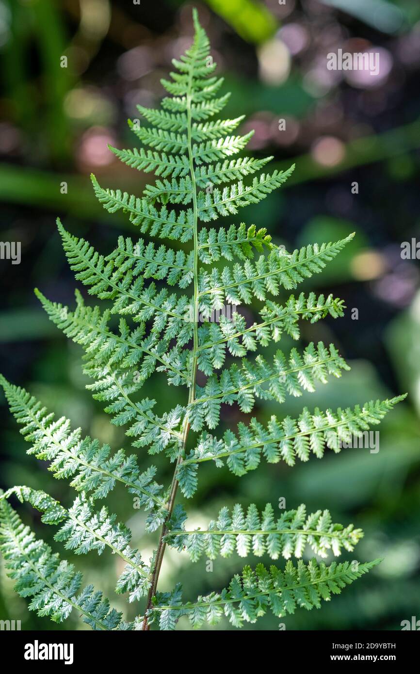 Athyrium filix-femina, Lady Fern, shady woodland Stock Photo - Alamy