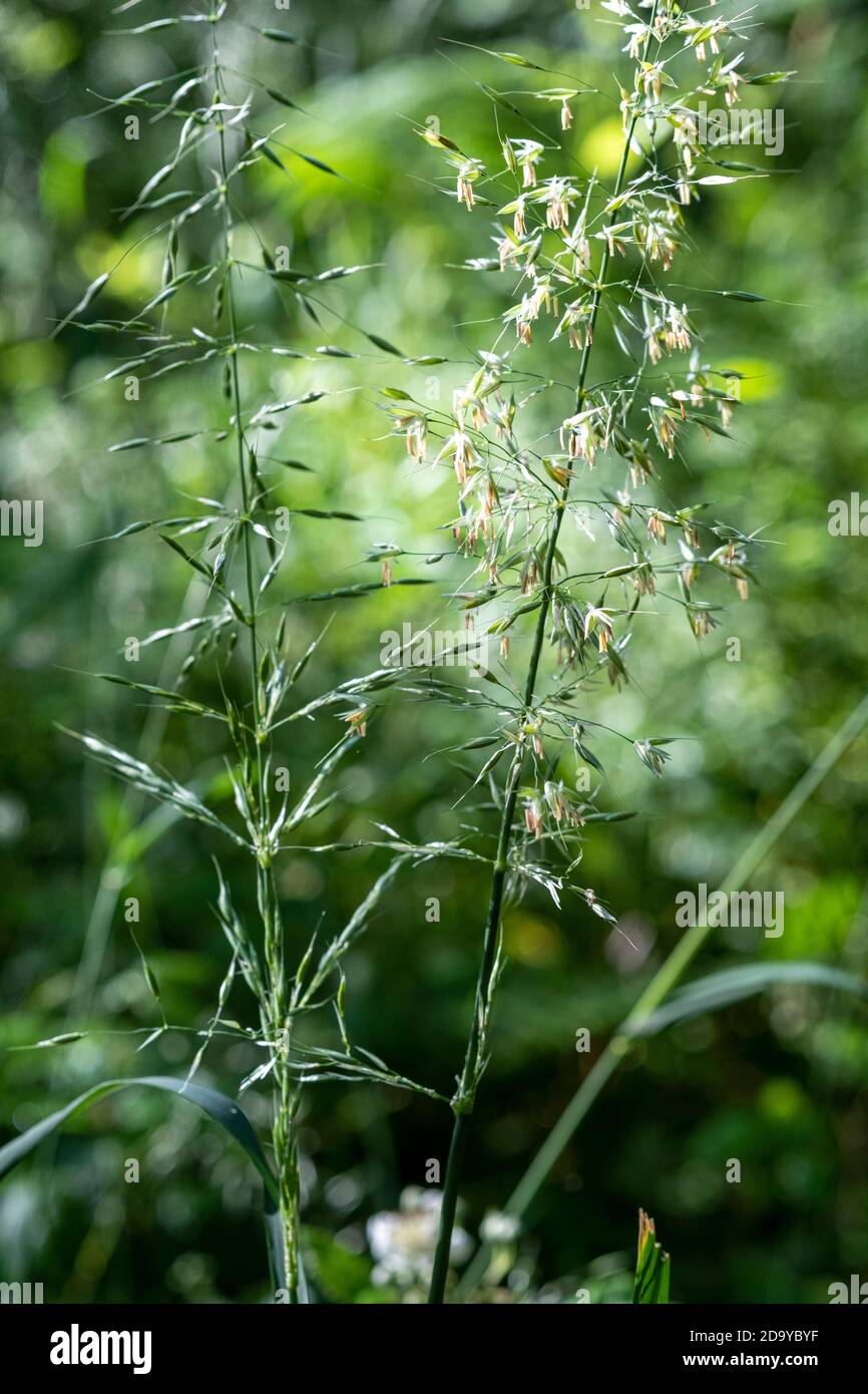 Oat grass hi-res stock photography and images - Alamy