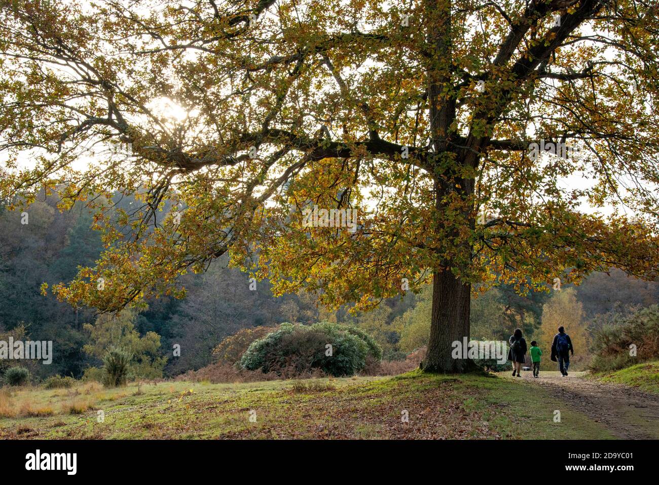 Beautiful Autumn colours in Southern England Stock Photo - Alamy