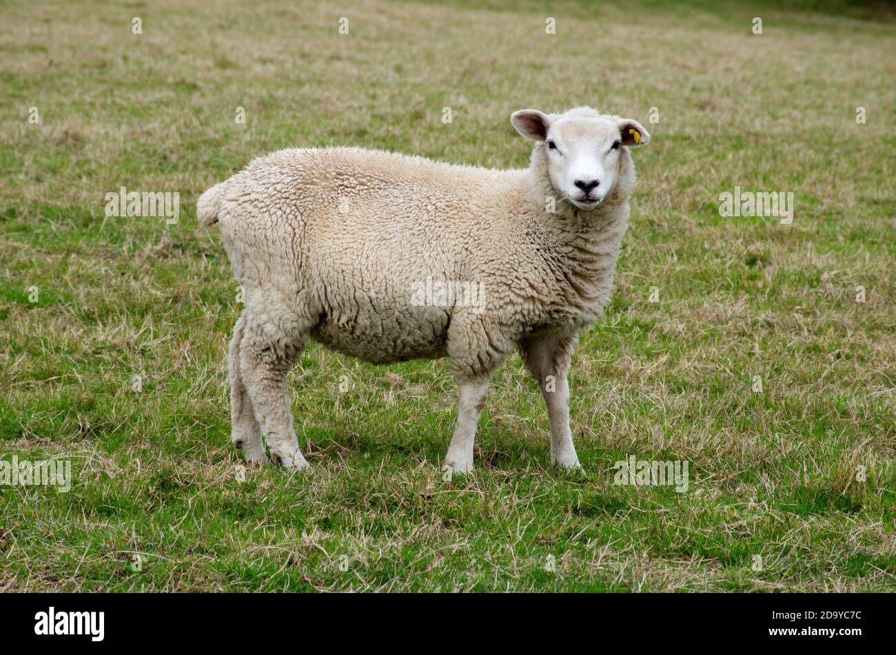 A side view of a Cheviot breed of domestic sheep being farmed for meat ...