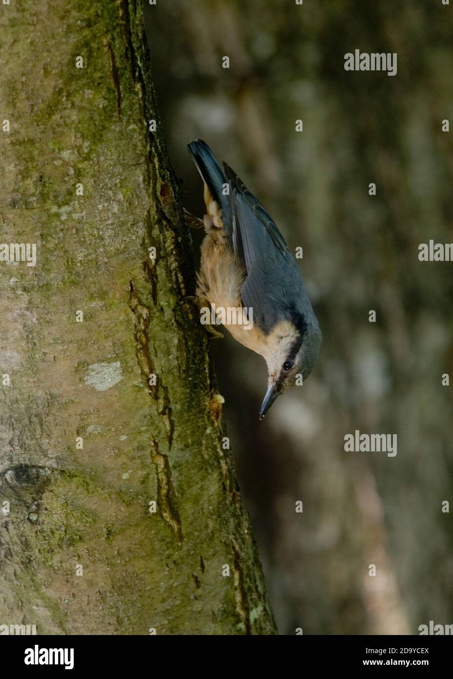 Forage for insects on trees hi-res stock photography and images - Alamy