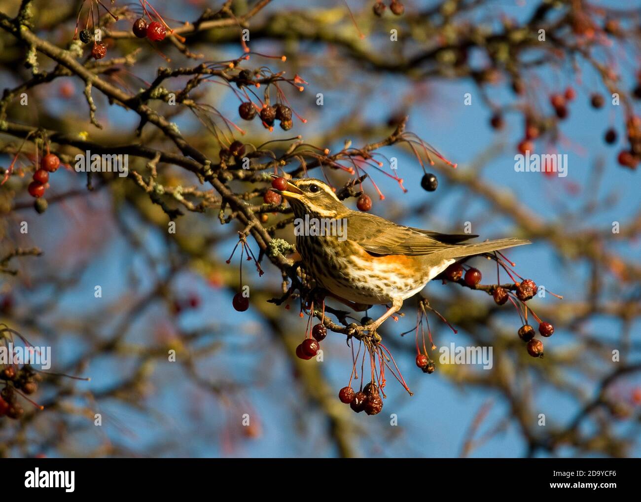 Redwing Eating Red Berries High Resolution Stock Photography and Images ...