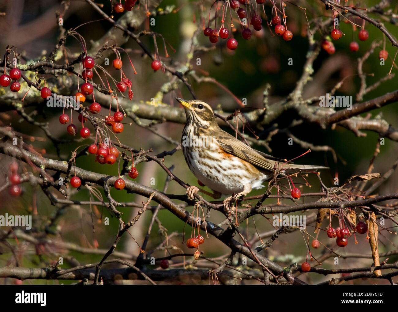 Redwing foraging hi-res stock photography and images - Alamy