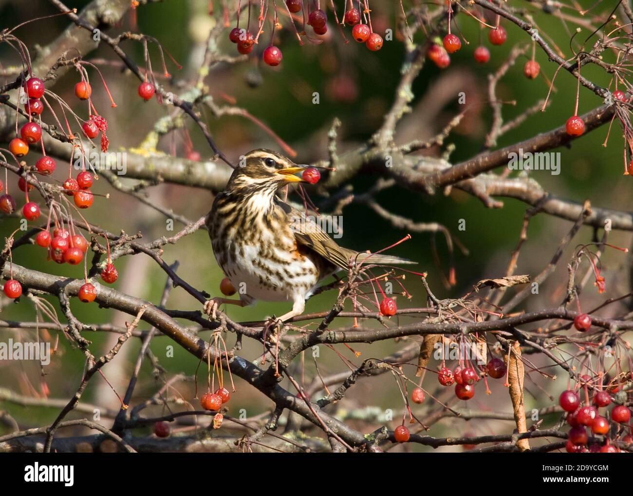 Redwing foraging hi-res stock photography and images - Alamy