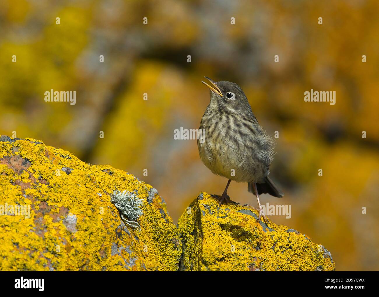 Shorelines beetles hi-res stock photography and images - Alamy