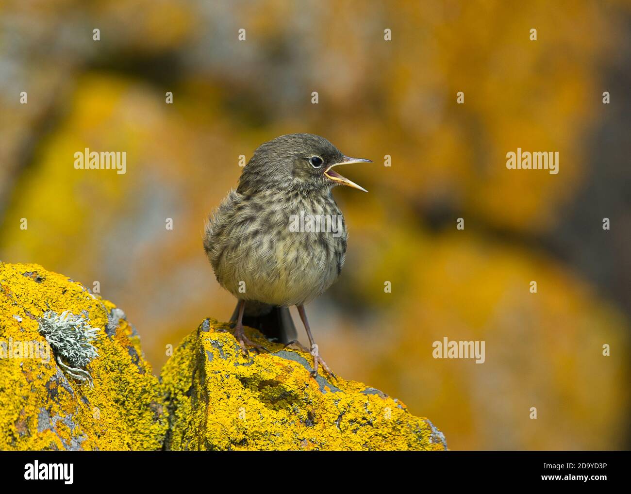 Shorelines beetles hi-res stock photography and images - Alamy