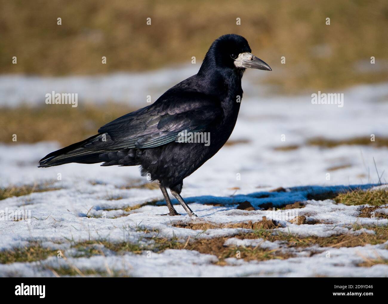 The rookeries hi-res stock photography and images - Alamy