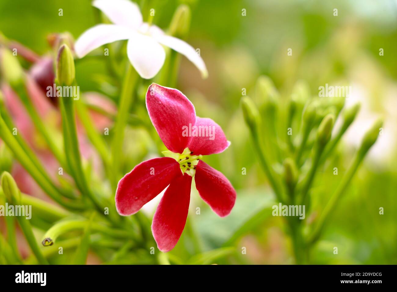 Creeping rangoon hi-res stock photography and images - Alamy
