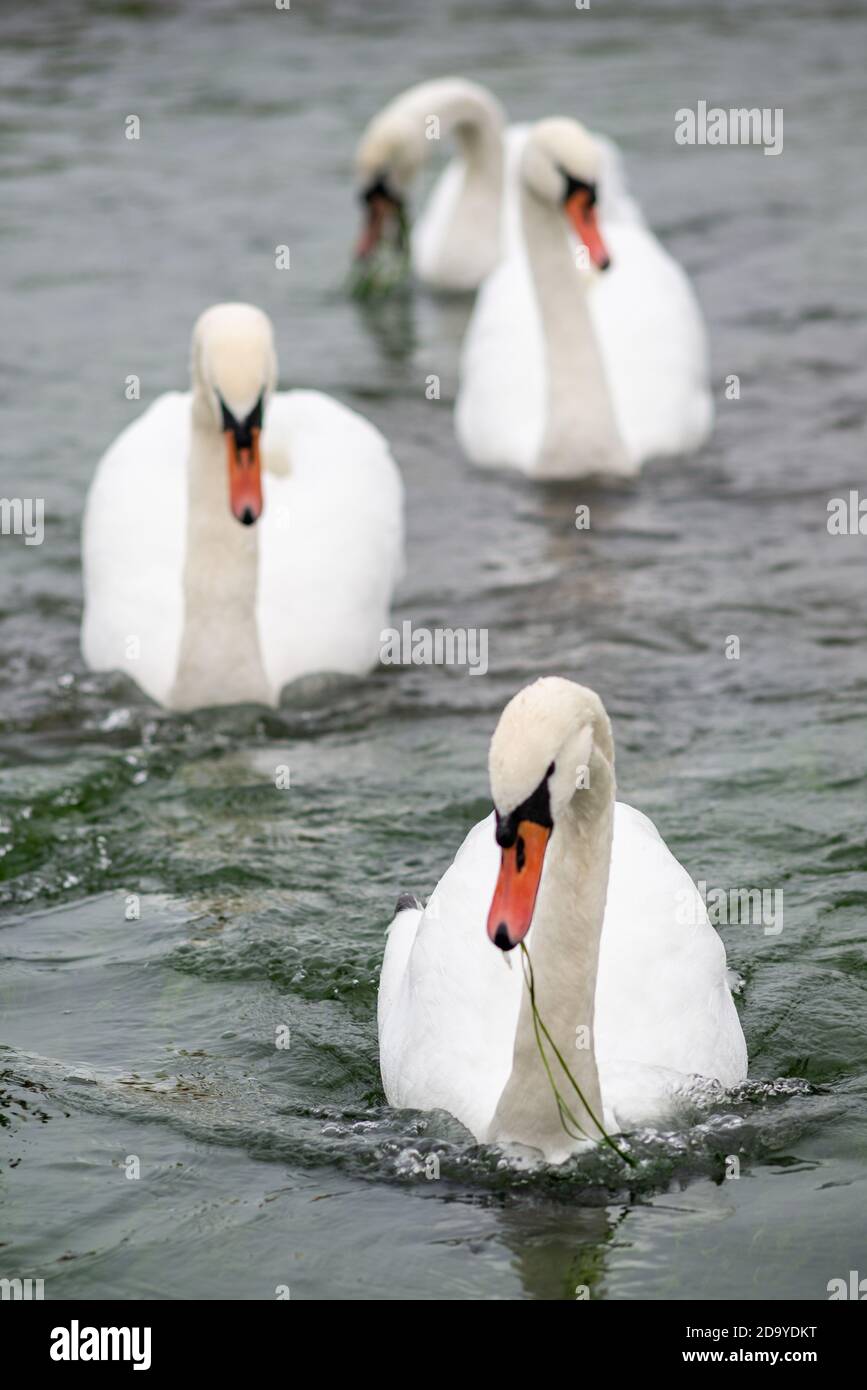 Four swans on a river, England, November Stock Photo - Alamy