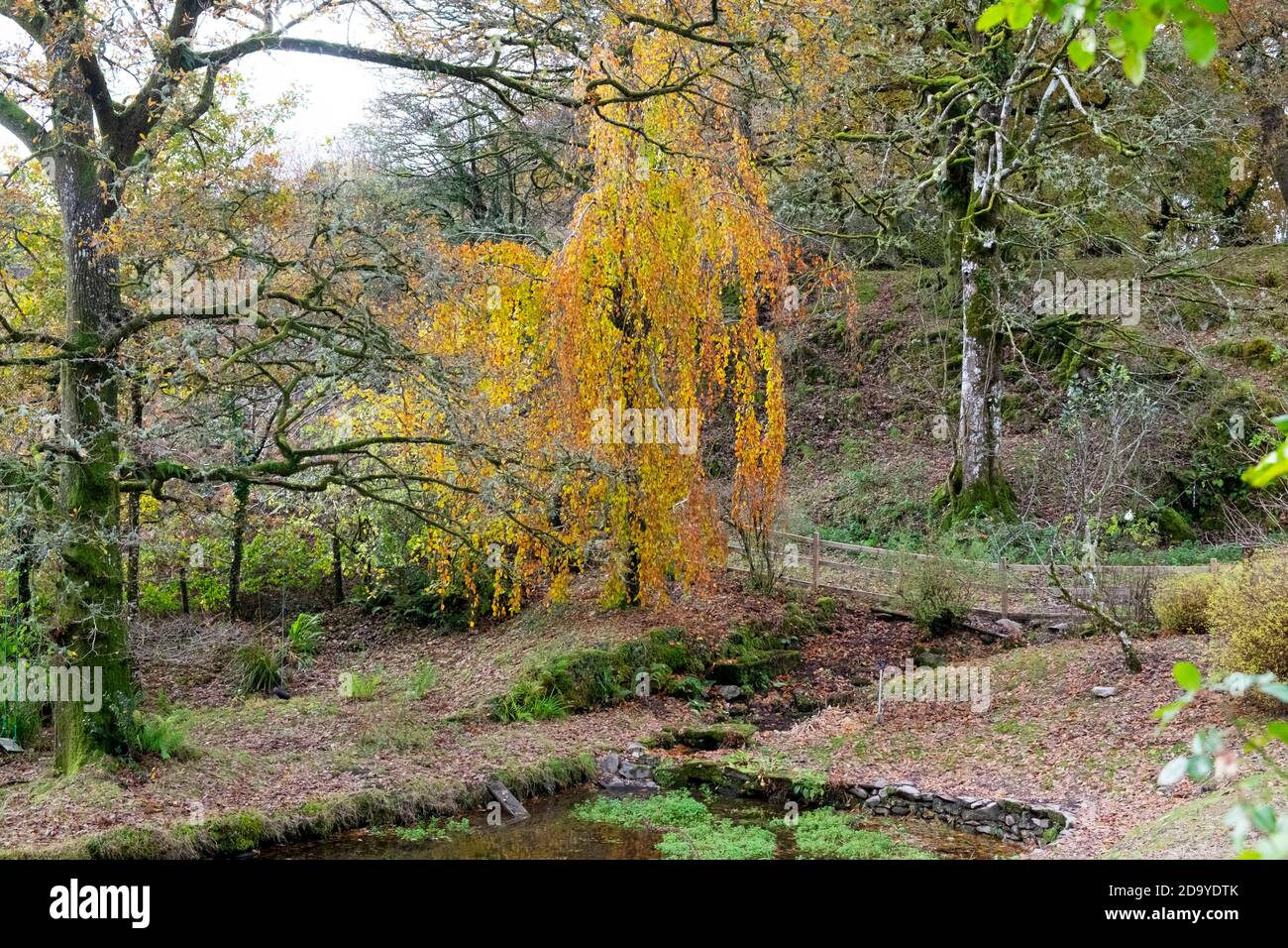 Fagus sylvatica pendula hi-res stock photography and images - Alamy