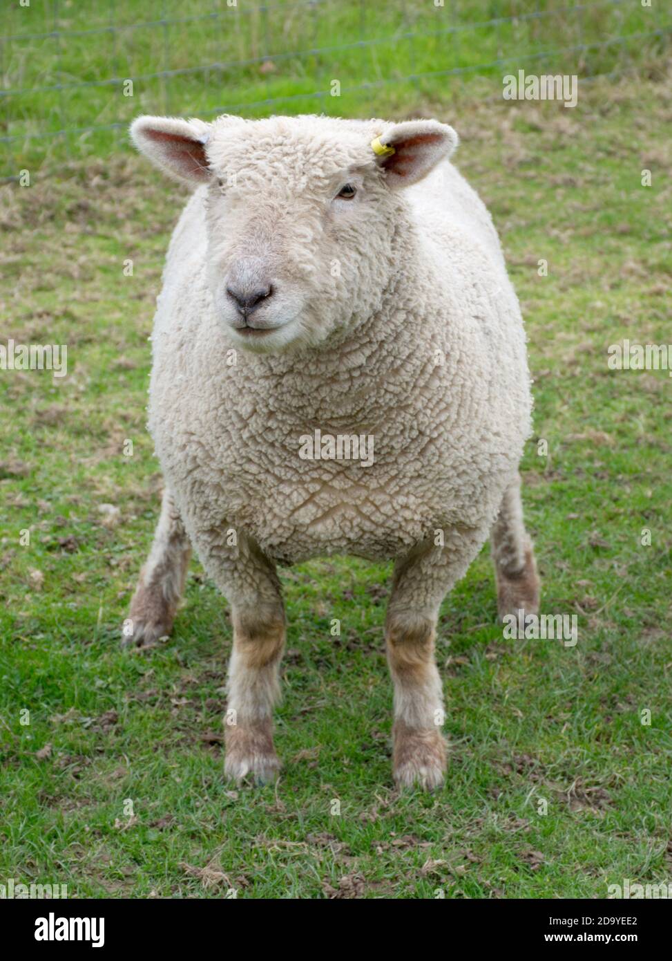 Southdown Sheep High Resolution Stock Photography and Images - Alamy