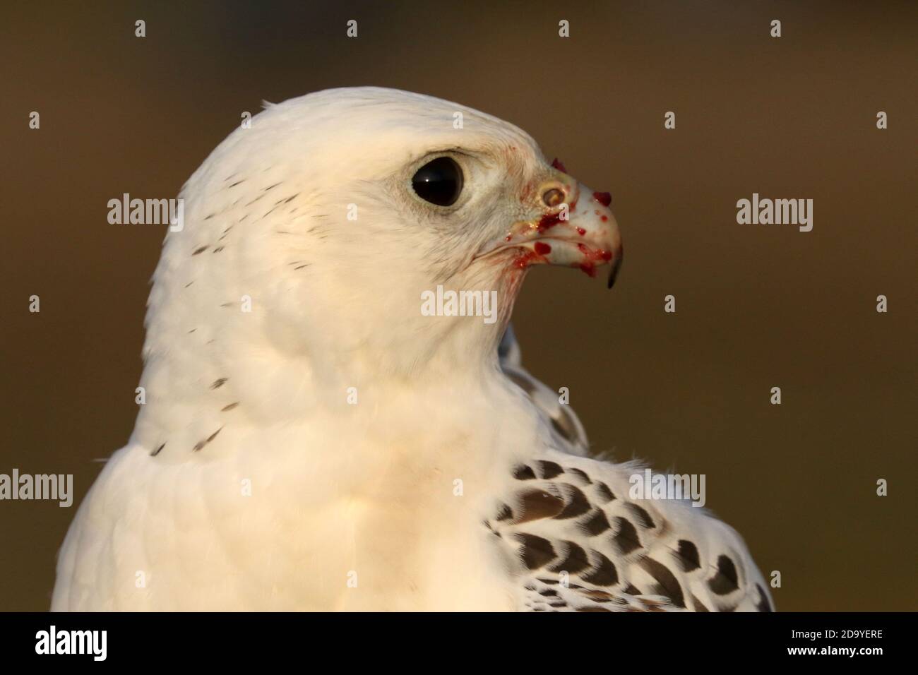 Gyrfalcon being trained for falconry Stock Photo - Alamy
