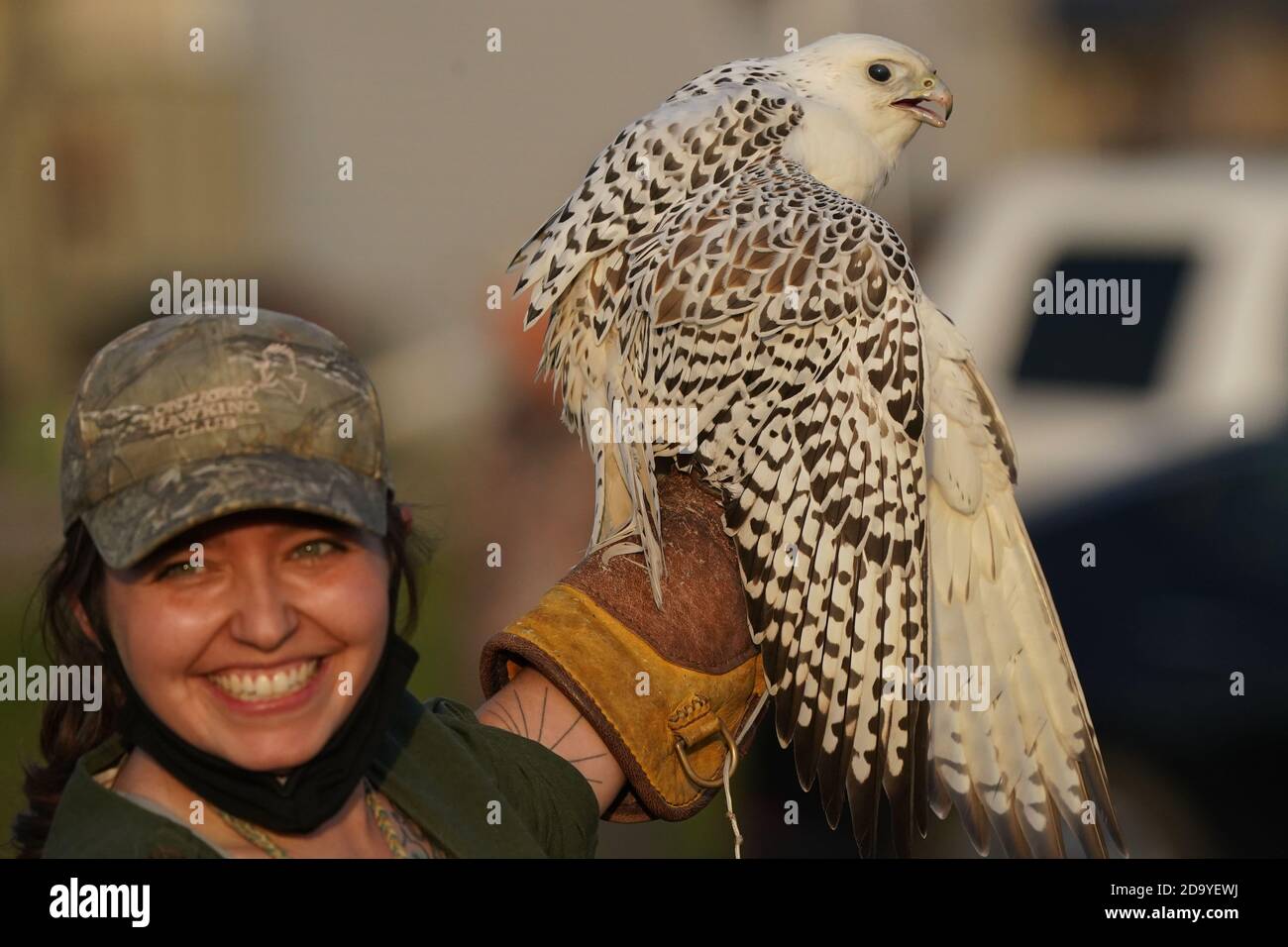 Gyrfalcon being trained for falconry Stock Photo - Alamy