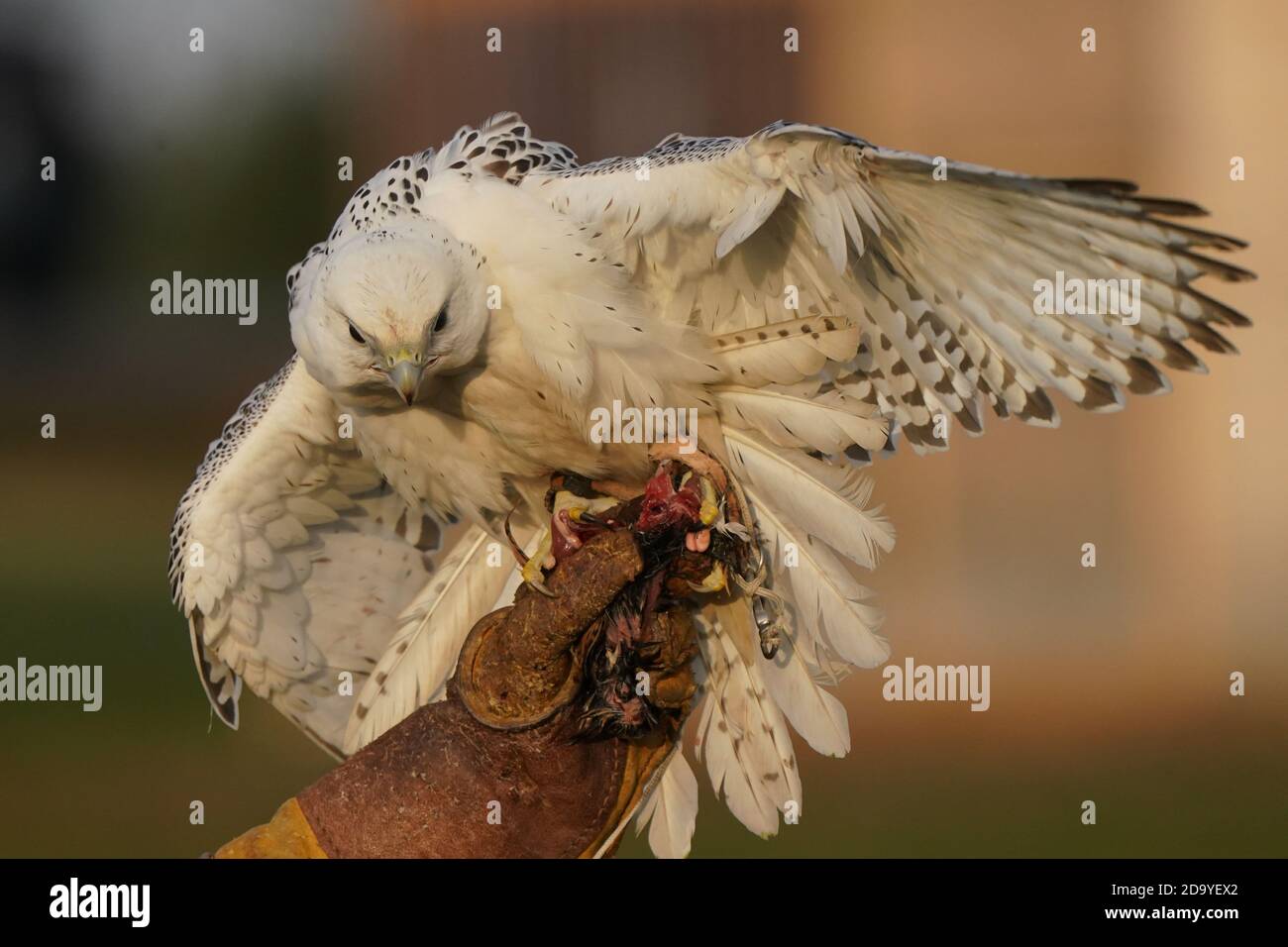Gyrfalcon being trained for falconry Stock Photo - Alamy