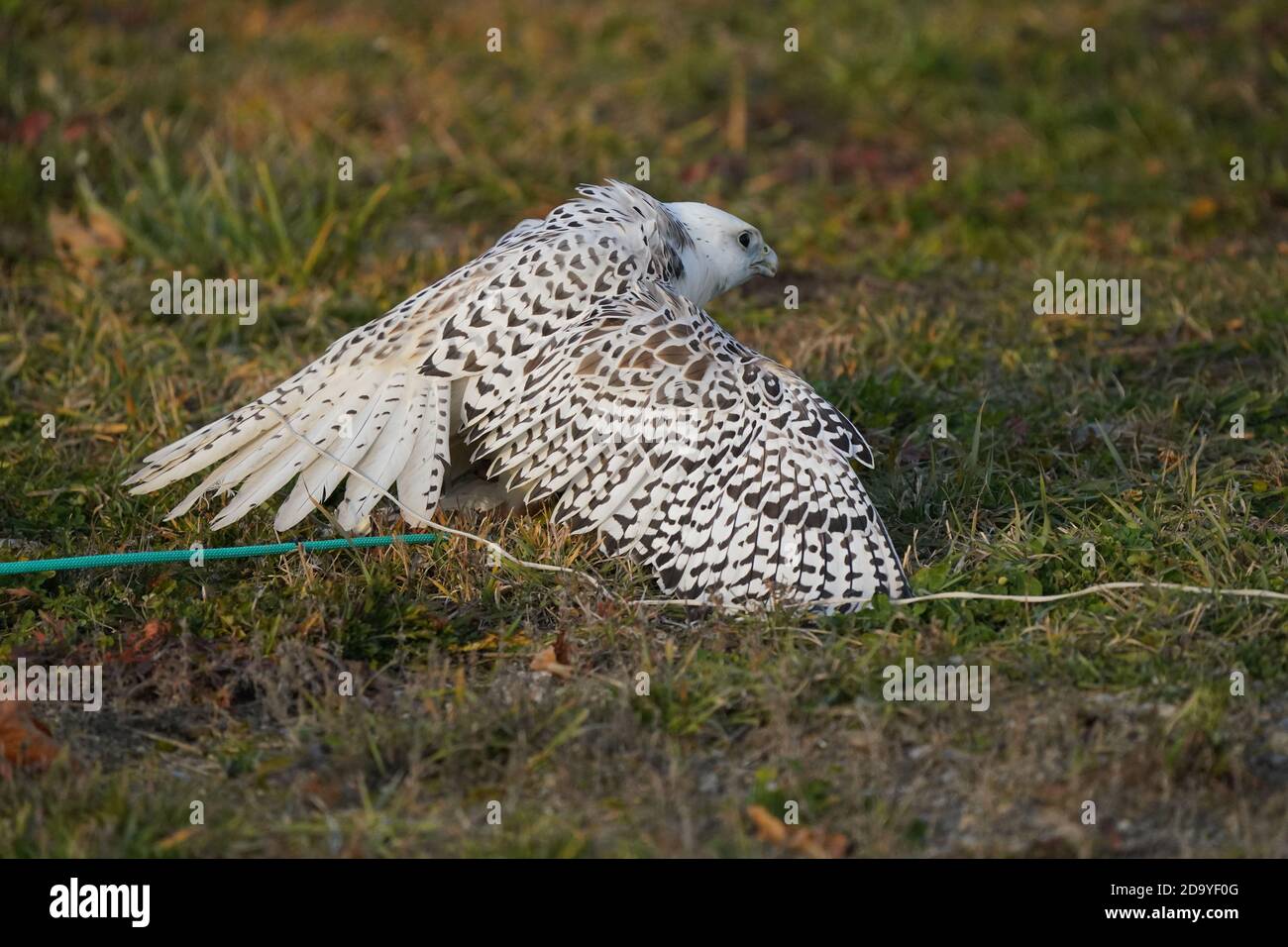 Gyrfalcon being trained for falconry Stock Photo - Alamy