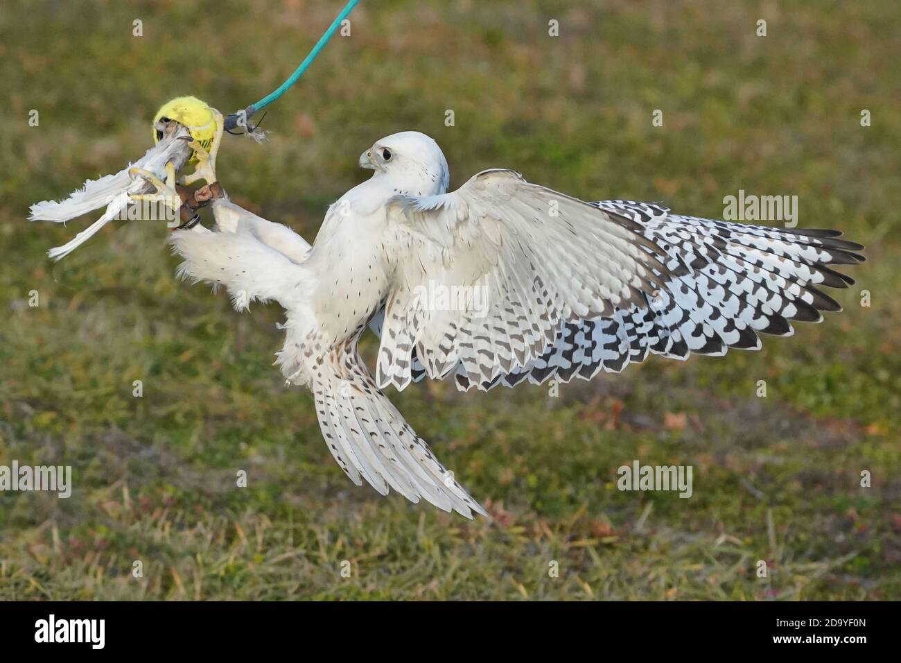 Gyrfalcon being trained for falconry Stock Photo - Alamy