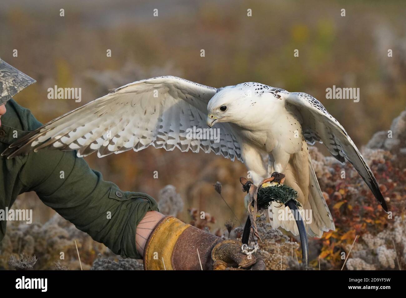 Gyrfalcon being trained for falconry Stock Photo - Alamy