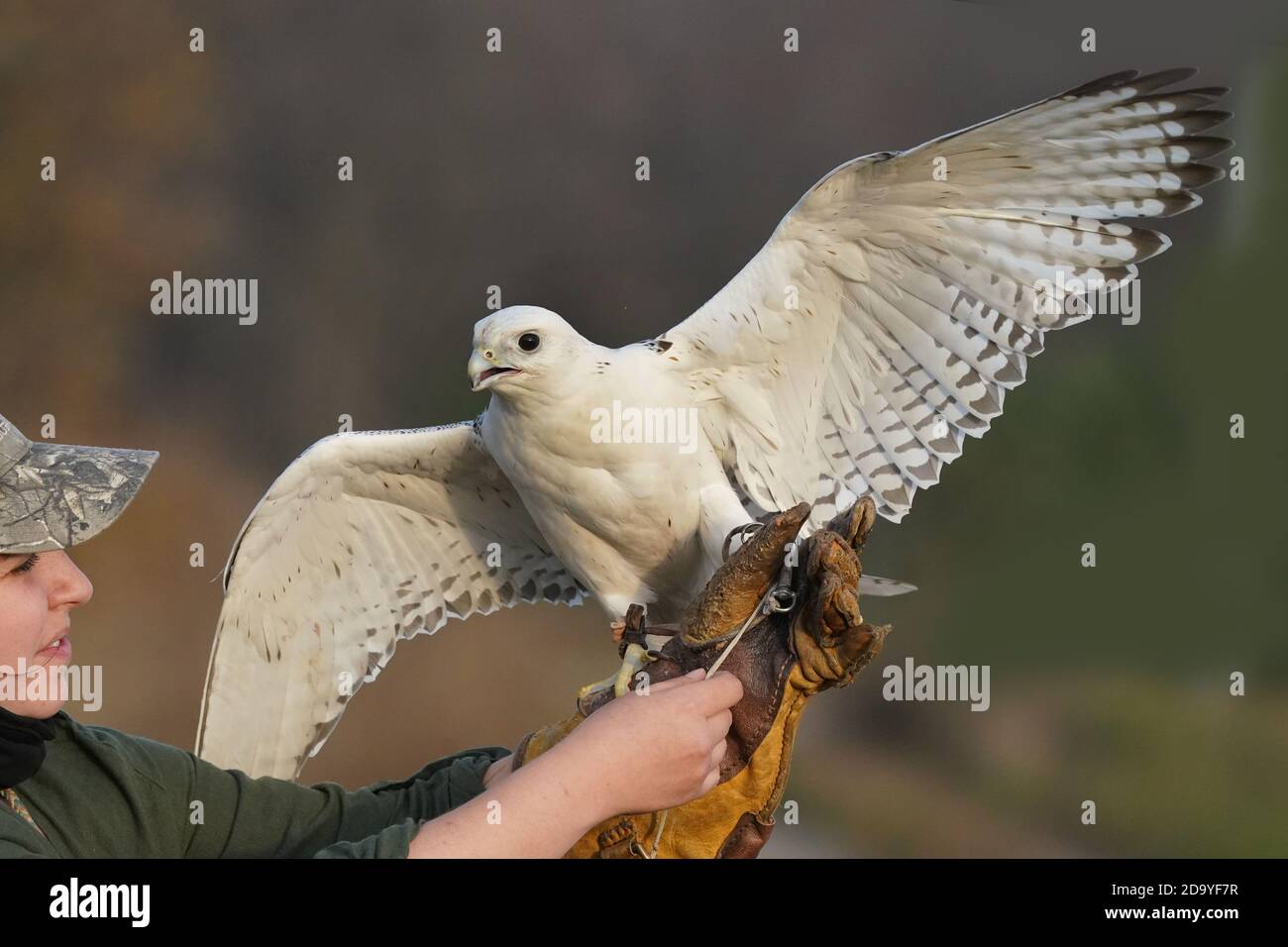 Gyrfalcon being trained for falconry Stock Photo - Alamy