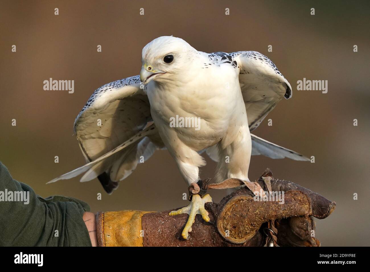 Gyrfalcon being trained for falconry Stock Photo - Alamy