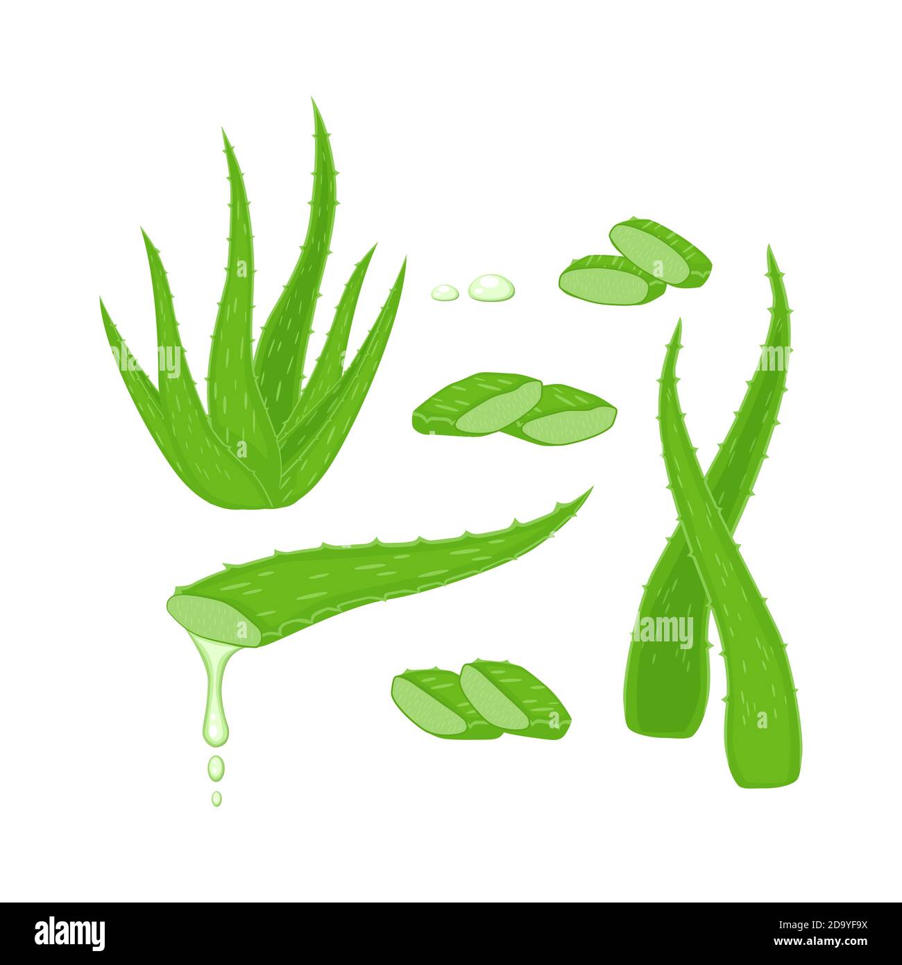 Agave plant leaves on Stock Vector Images - Alamy