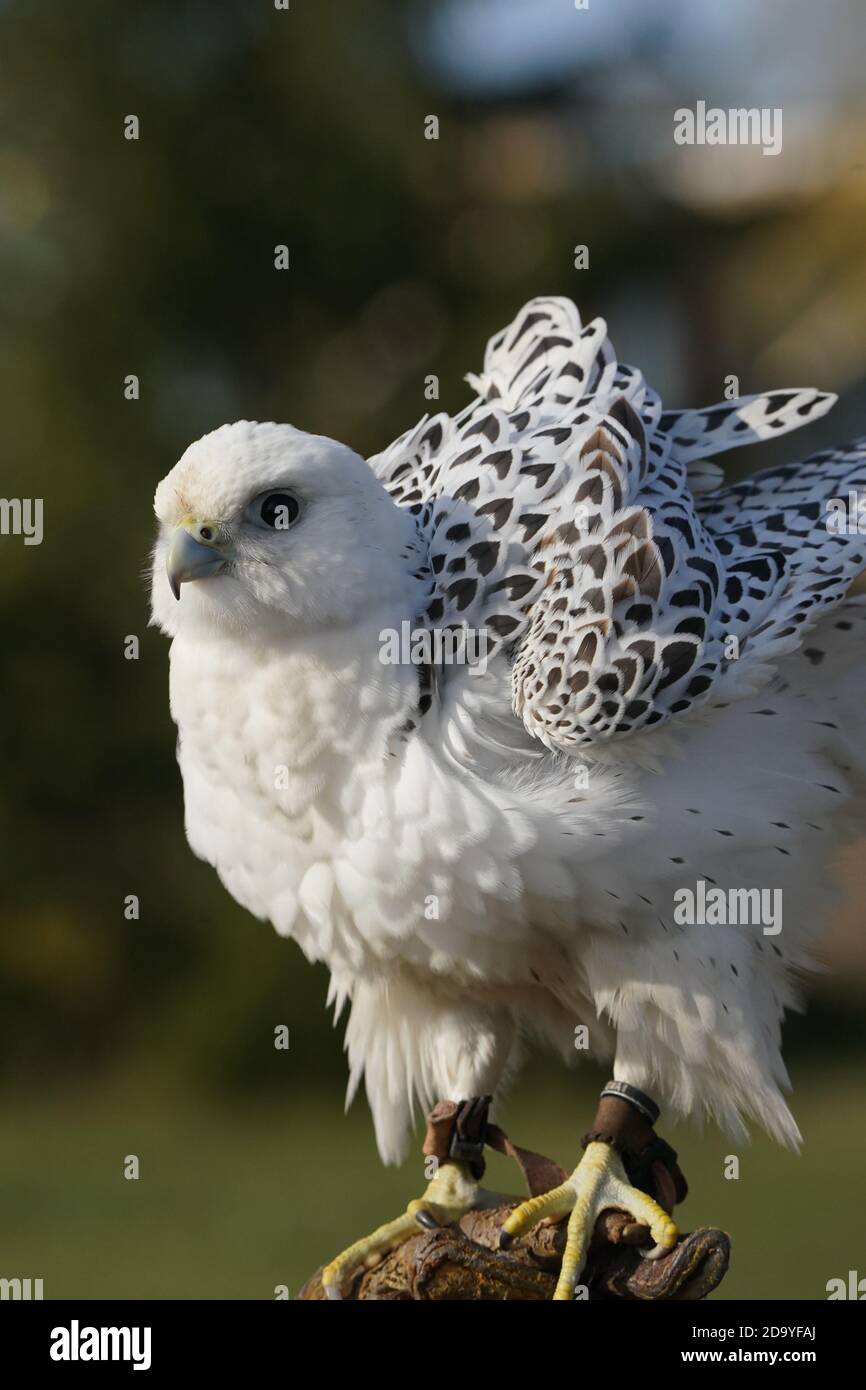 Gyrfalcon being trained for falconry Stock Photo - Alamy