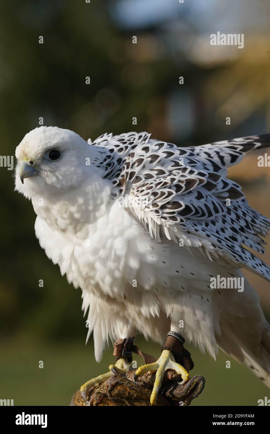 Falcon train hi-res stock photography and images - Alamy