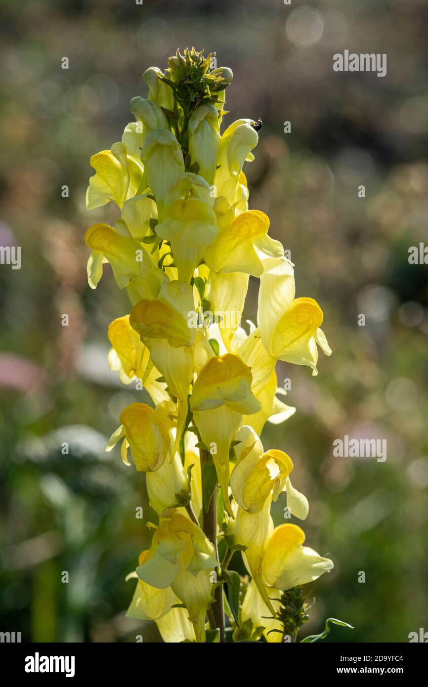 Common Toadflax, Linaria vulgaris Stock Photo - Alamy