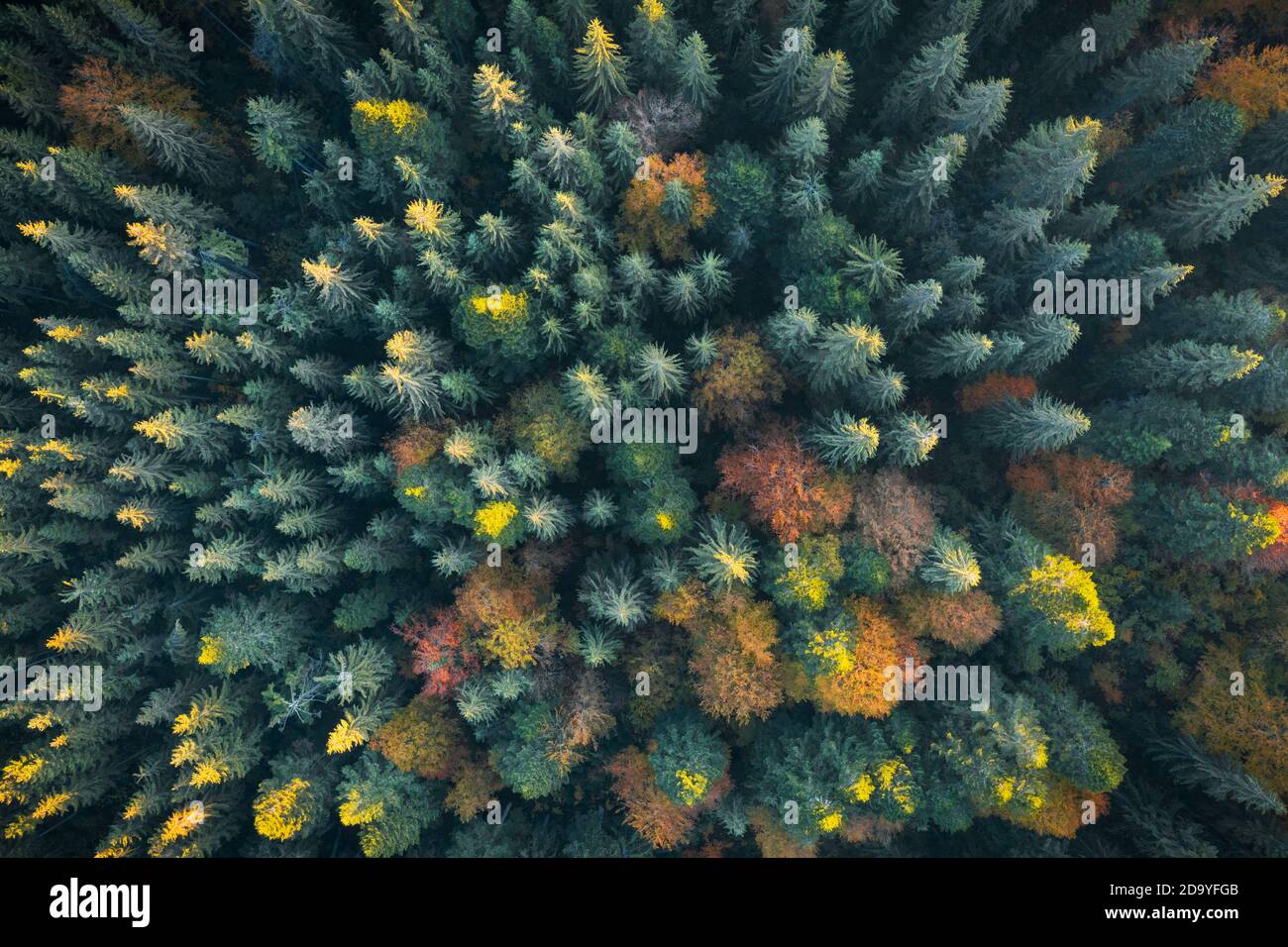 Colorful autumn trees aerial hi-res stock photography and images - Alamy