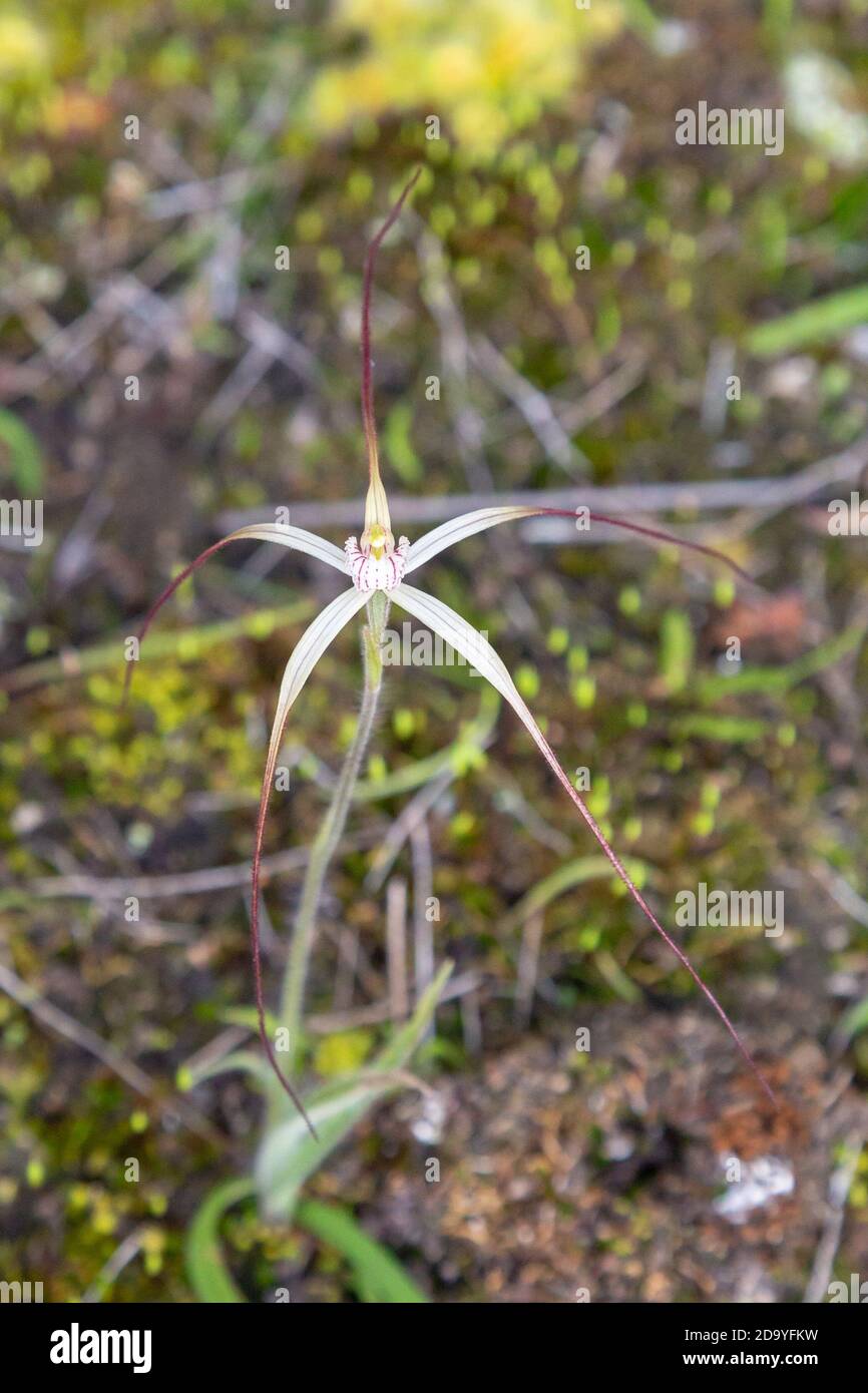 White flower of a Spider Orchid (Caladenia sp) south of Hyden, Western ...