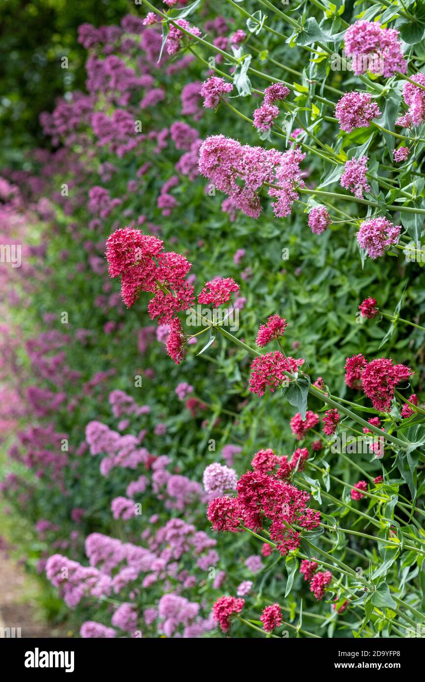 Red valerian flower hi-res stock photography and images - Alamy