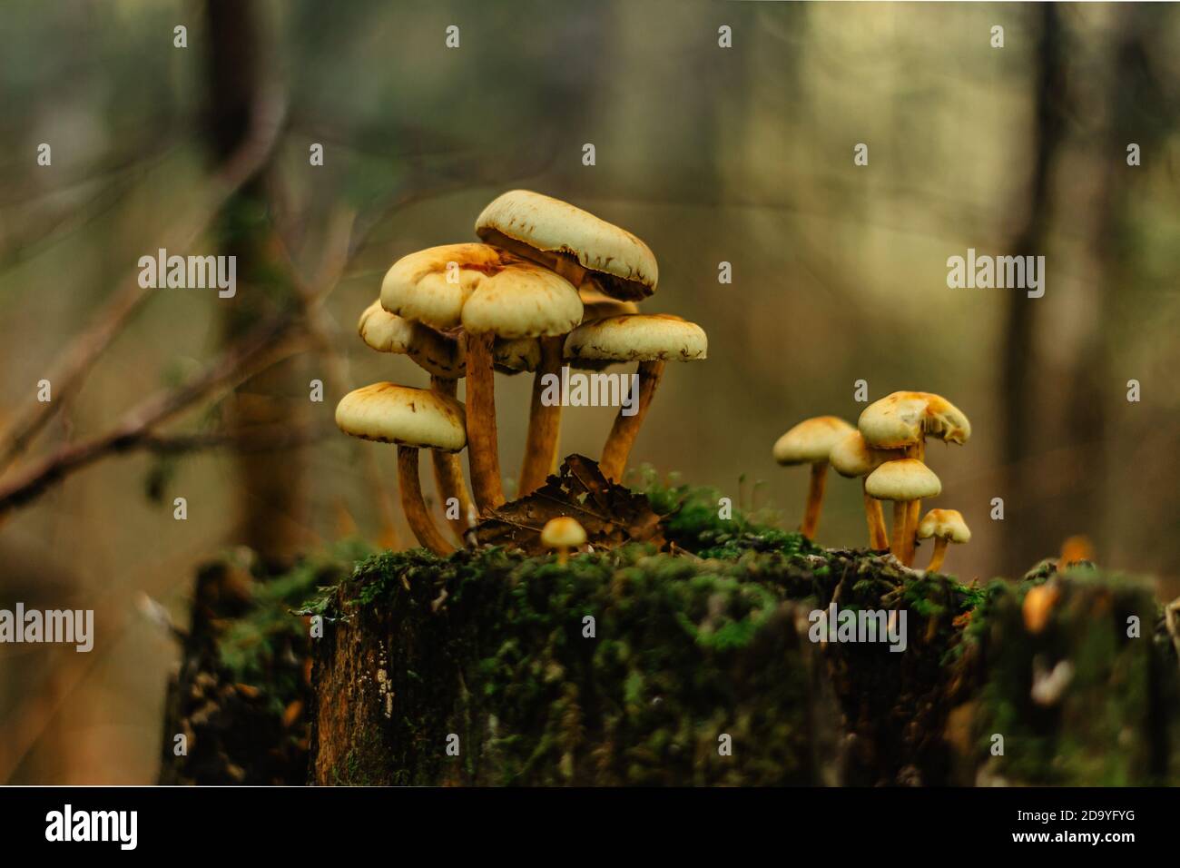Forest mushrooms on a rotting tree trunk with moss. A group of ...