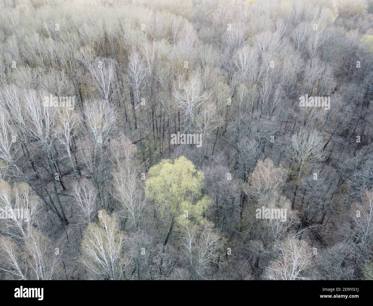 Leafless trees in a spring forest, aerial view Stock Photo - Alamy