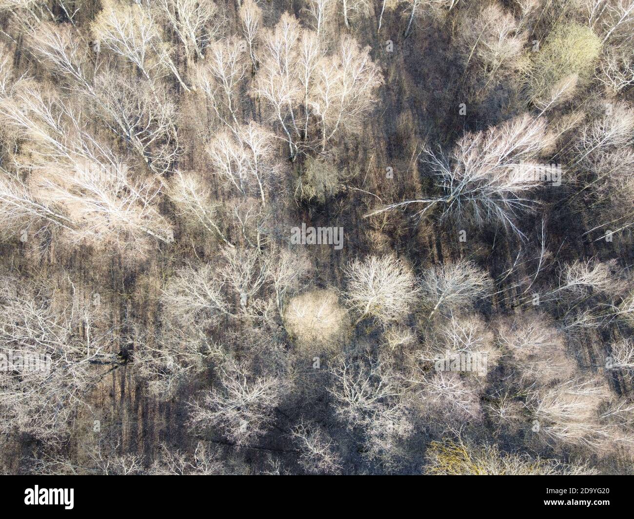 Leafless trees in a spring forest, aerial view Stock Photo - Alamy
