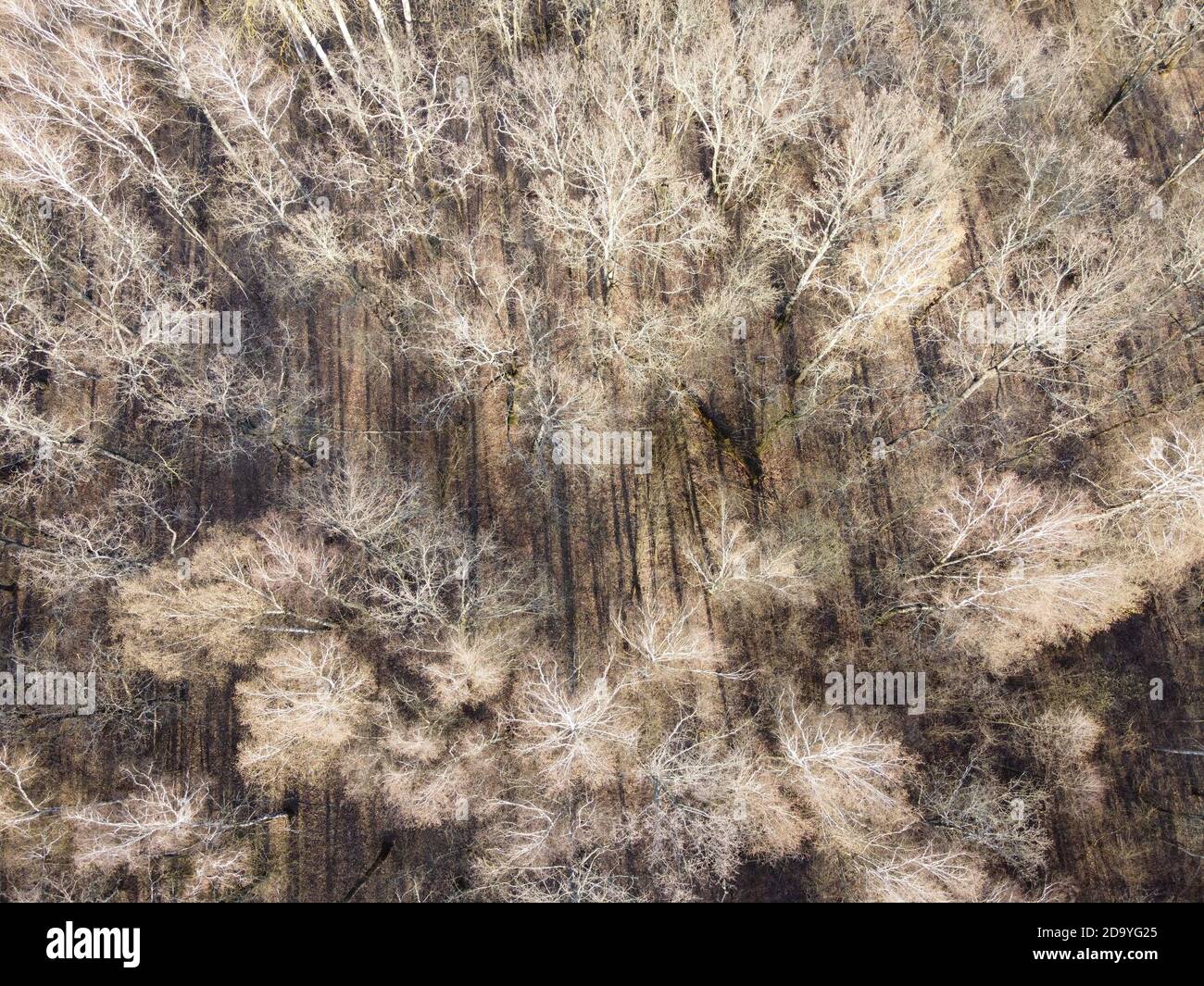 Leafless trees in a spring forest, aerial view Stock Photo - Alamy