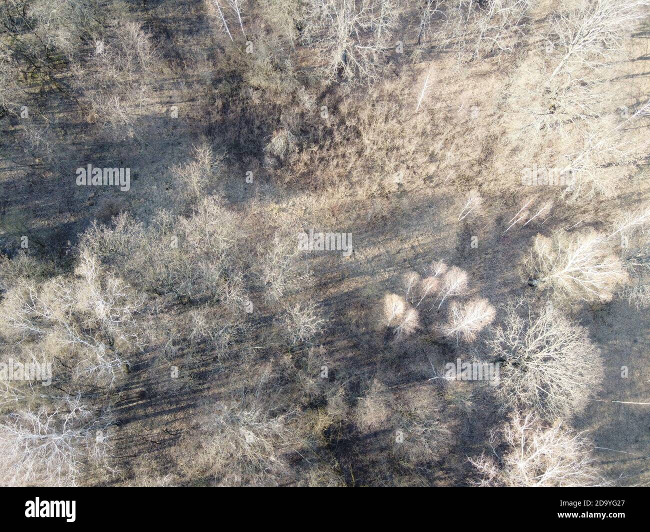 Leafless trees in a spring forest, aerial view Stock Photo - Alamy