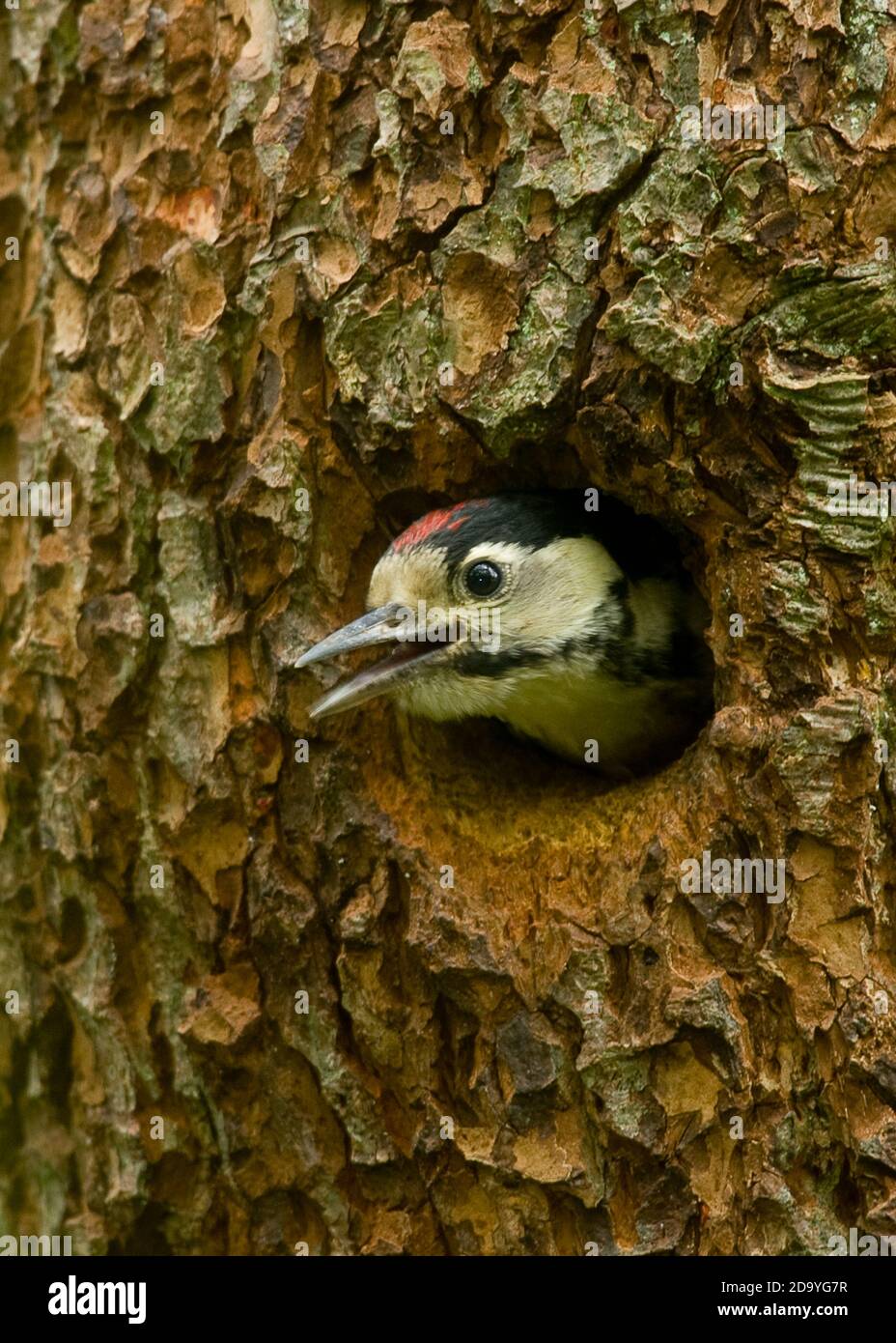 Black woodpecker cavities hi-res stock photography and images - Alamy