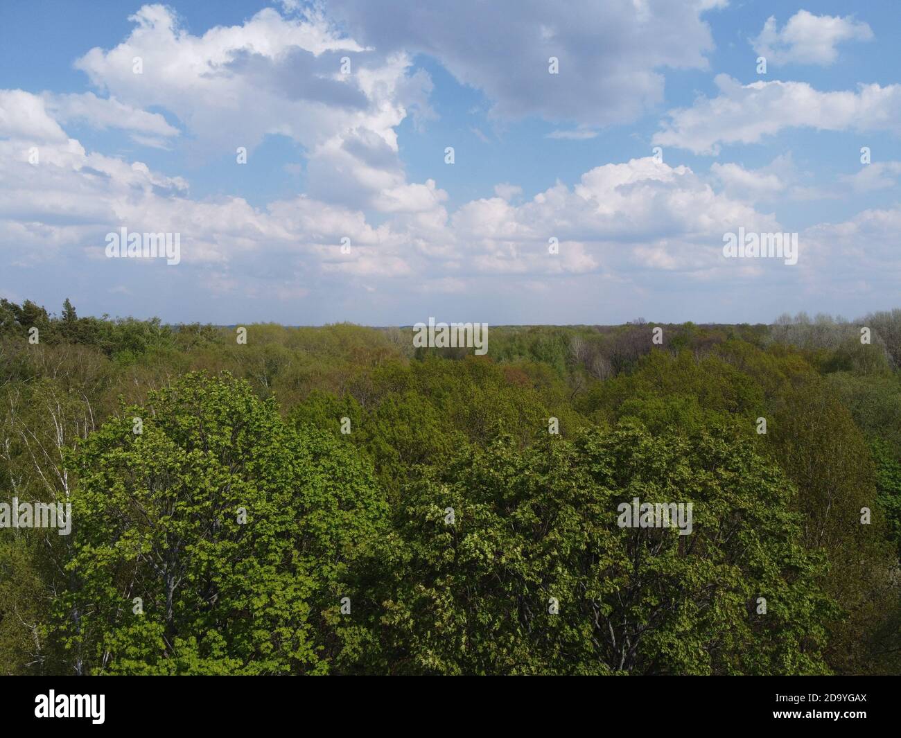Blue cloudy skies over a dense forest, aerial view. Beautiful cloudy ...