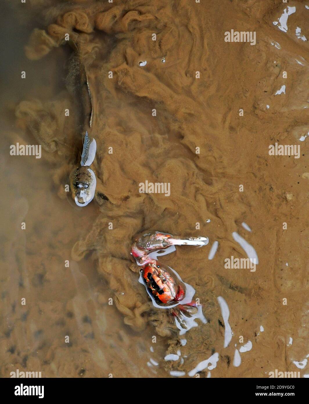 Changle, China's Fujian Province. 8th Nov, 2020. A mudskipper (L) and a ...