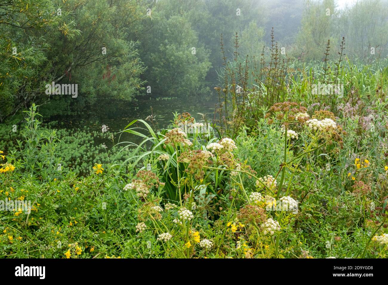 Misty village pond, with Hemlock Water Dropwort and Monkey Flowers ...