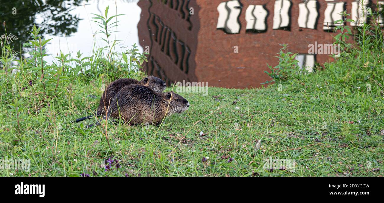 Two nutria on the bank of the city canal Stock Photo - Alamy