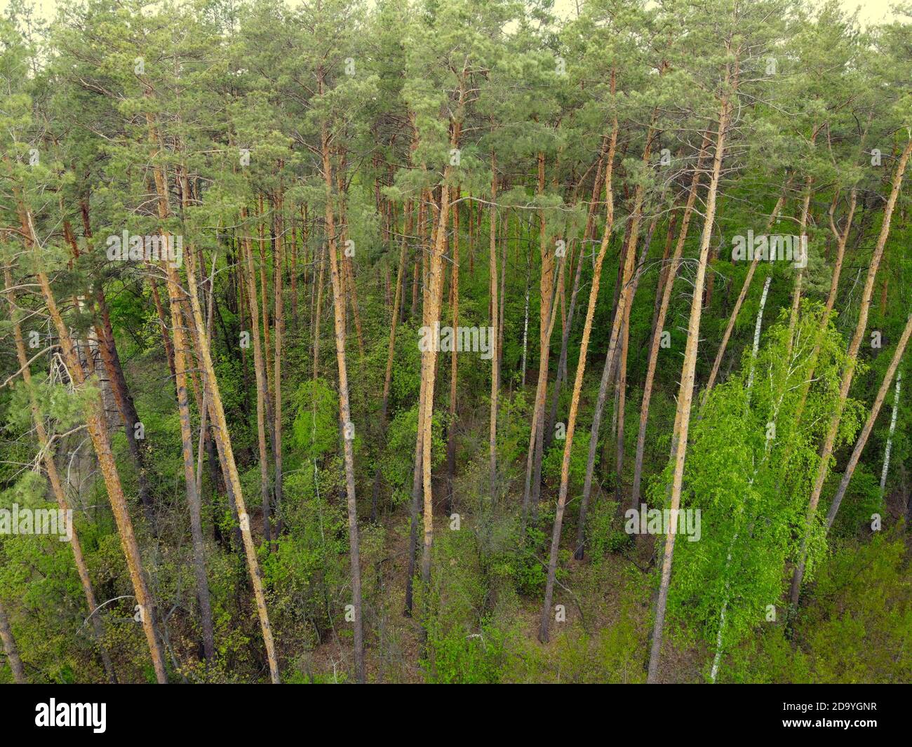 Tall trees in coniferous forest hi-res stock photography and images - Alamy