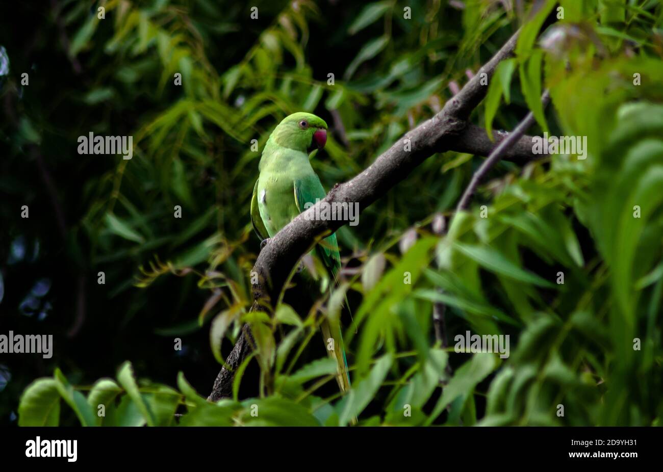 Parrots, also known as psittacines, are birds of the roughly 393 ...