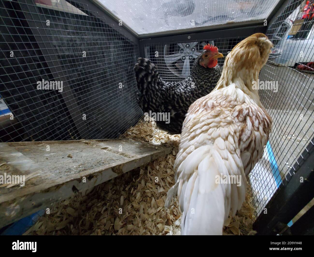 Two backyard chickens are visible in a wide angle inside a chicken coop ...