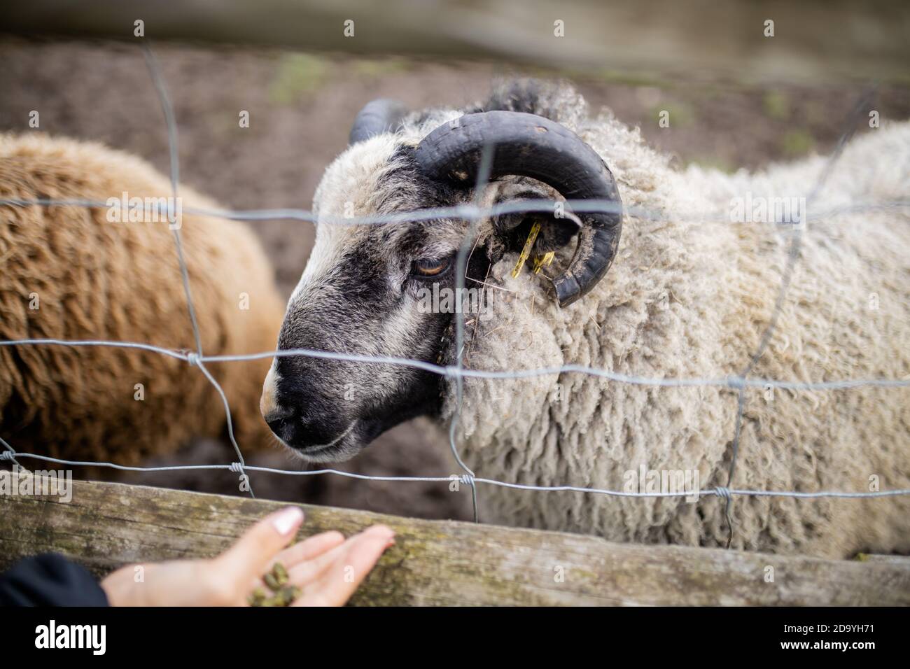 Hand with sheep food trying fo feed a horned black and white sheep ...