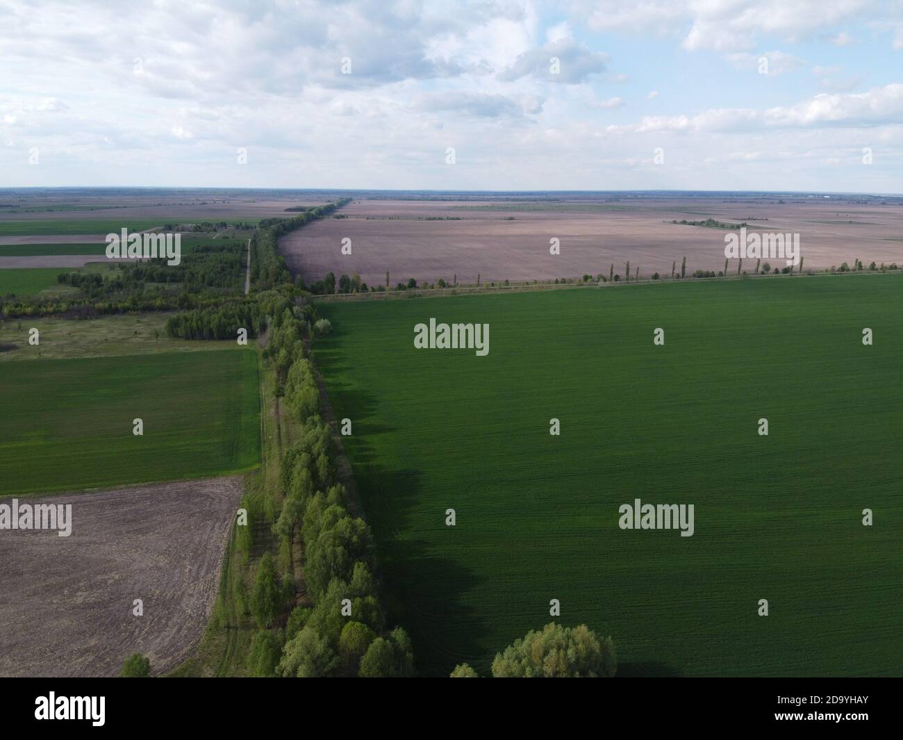 Two fields separated by a forest belt, aerial view. Agricultural ...